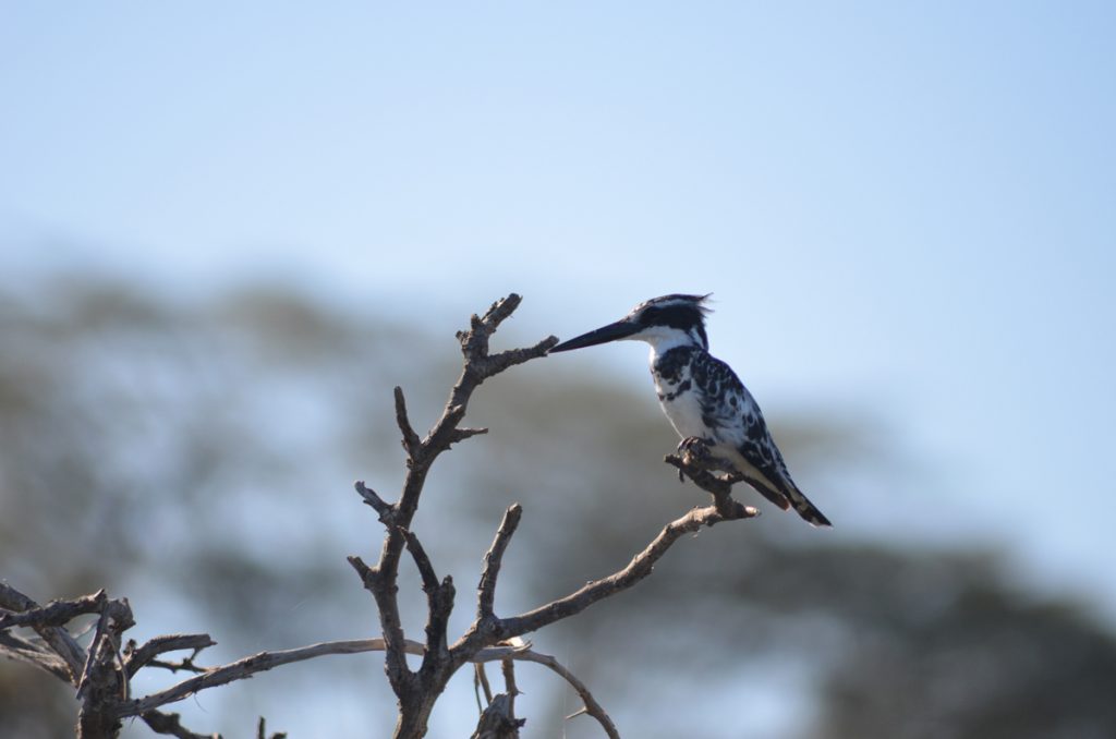 Why Voluntary Waterfowl Bird Counts Play a Key Role in Climate Change ...