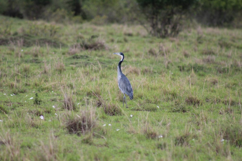 Experience: Mara North Conservancy | Safari Sense