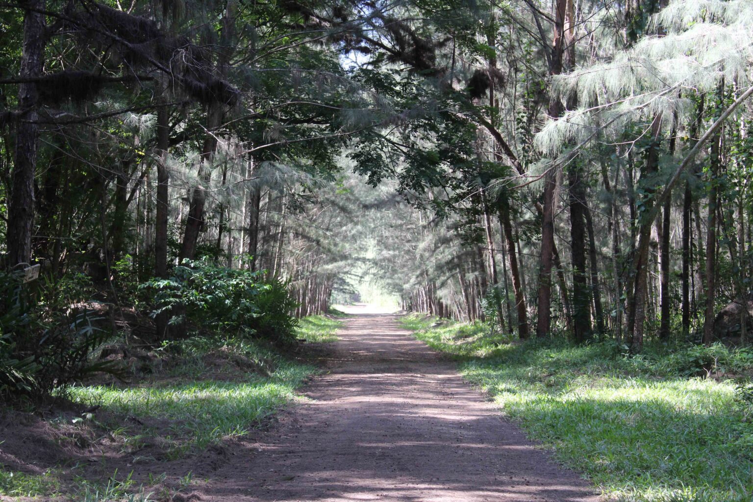 Reflections on Wildlife Survival and Sustainable Tourism | Safari Sense