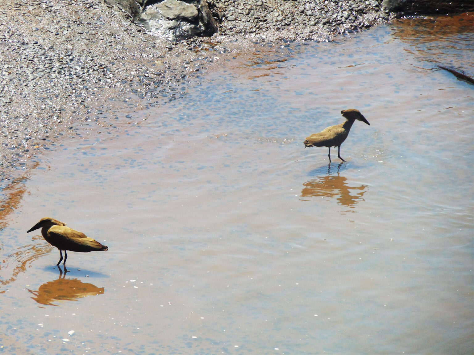 Fundi Chuma! Why the Hamerkop is known as the Flying Architect | Safari ...