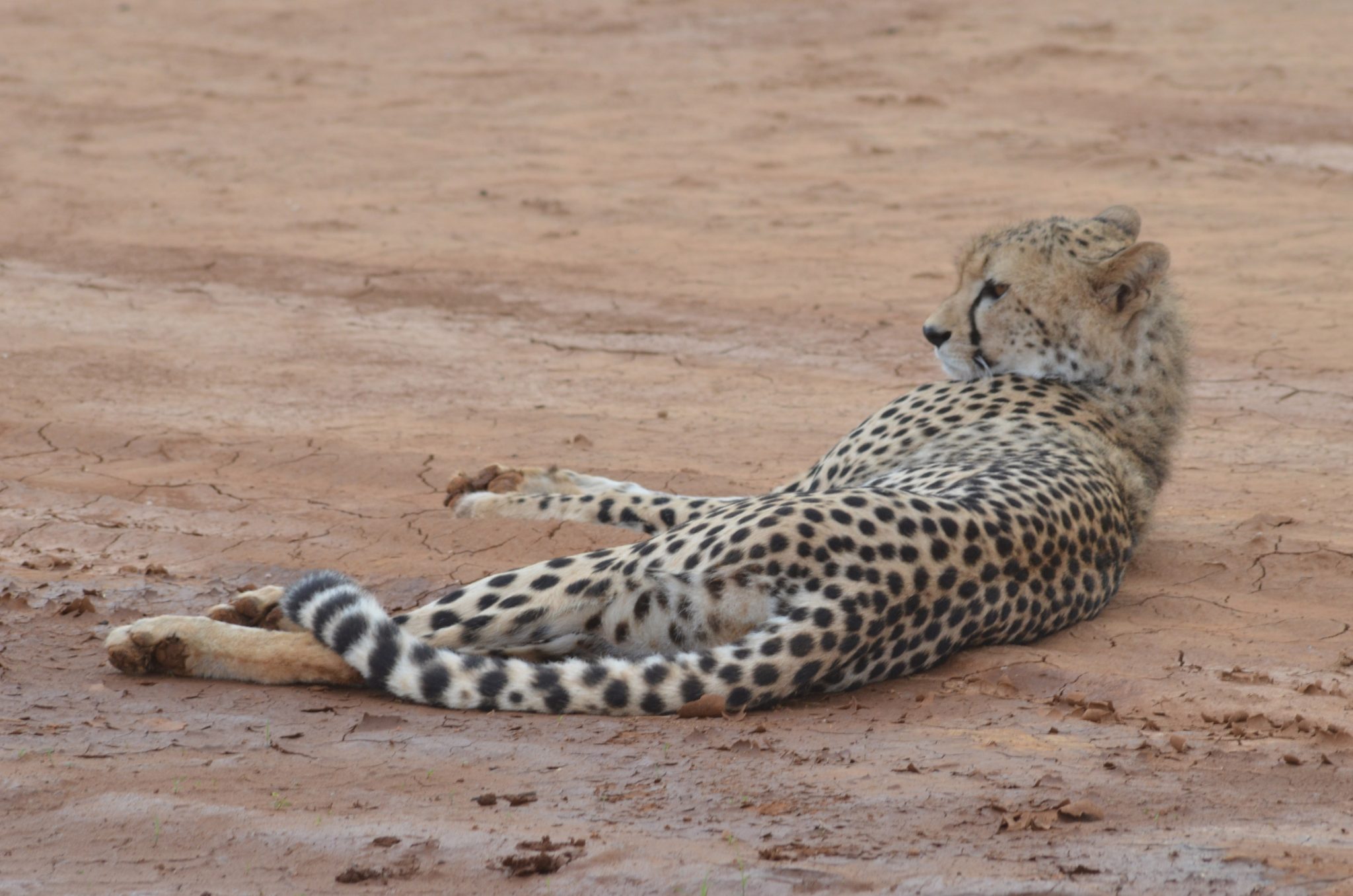 Swift Shadows: Unraveling the Mystique of the Cheetah | Safari Sense
