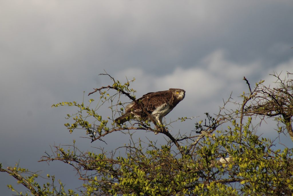 Experience: Mara North Conservancy | Safari Sense