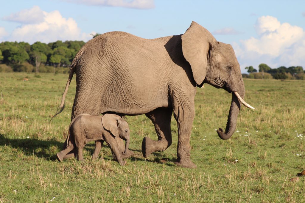 Experience: Mara North Conservancy | Safari Sense