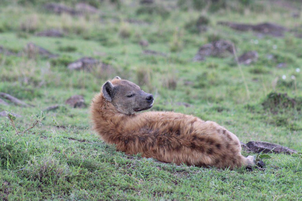 Experience: Mara North Conservancy | Safari Sense